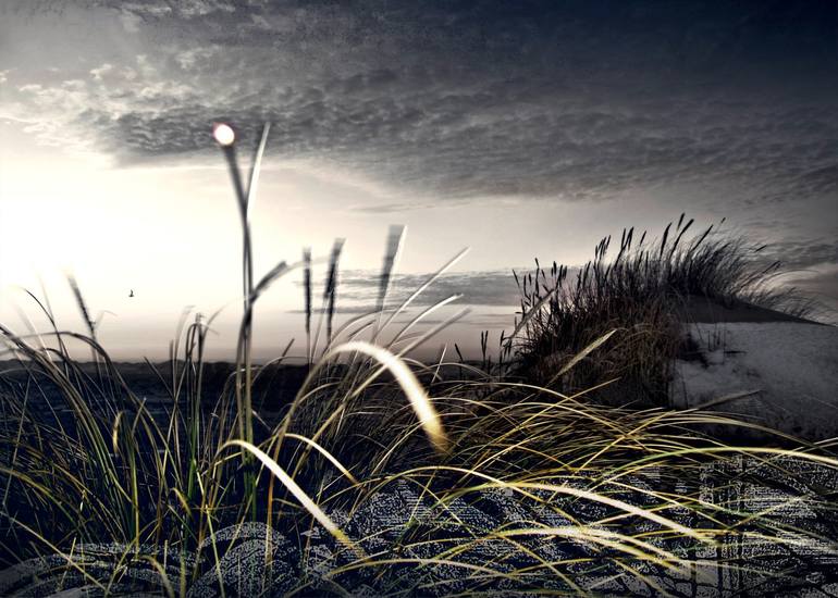 Ammophila arenaria Photography by Florian Reckert | Saatchi Art