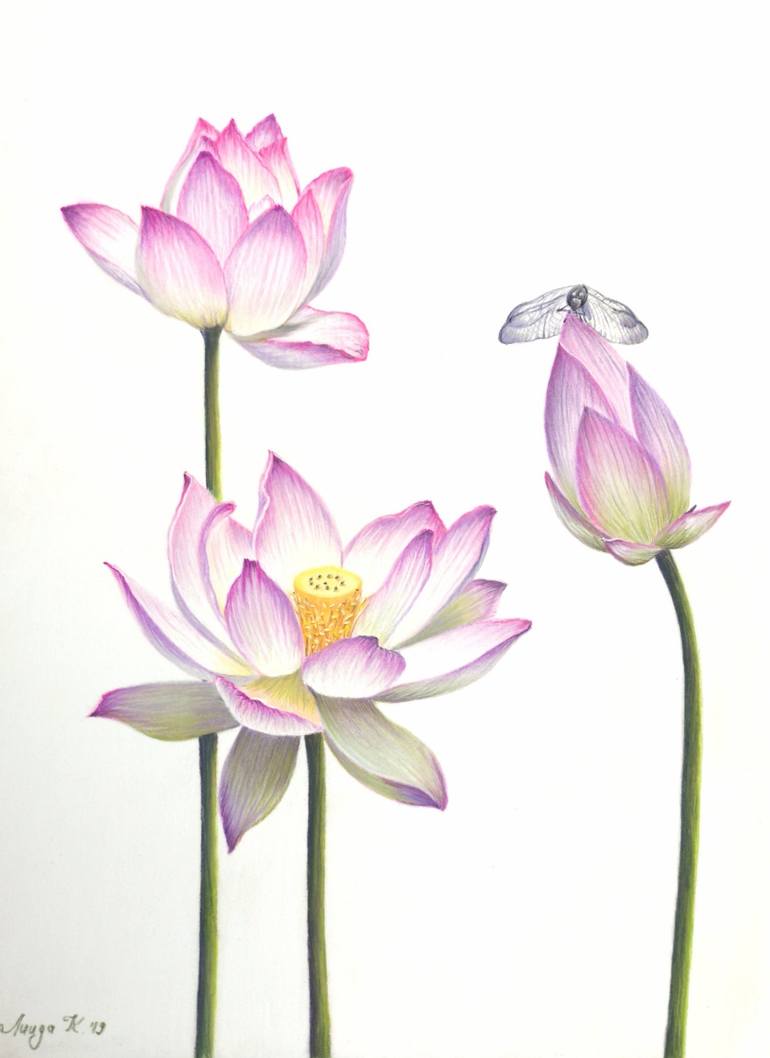 Lotus Drawing by Kritskaya Linda | Saatchi Art