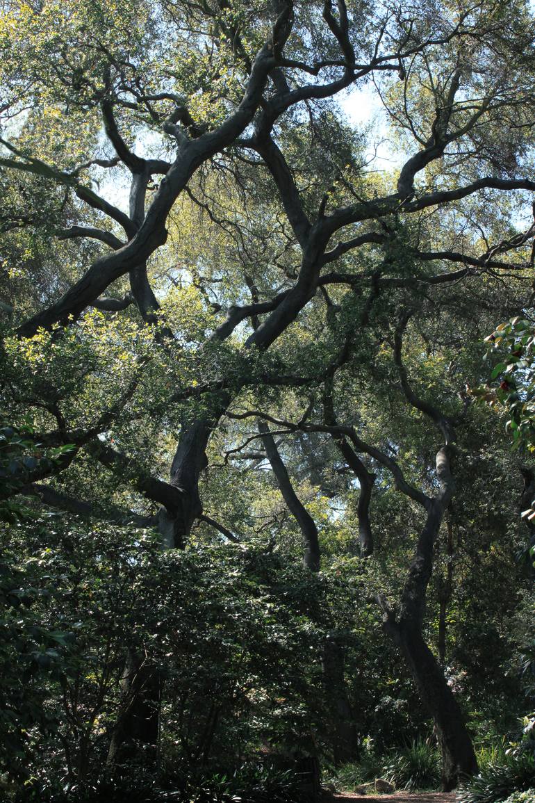 Looking into the trees for answers Photography by Felicia Cain ...