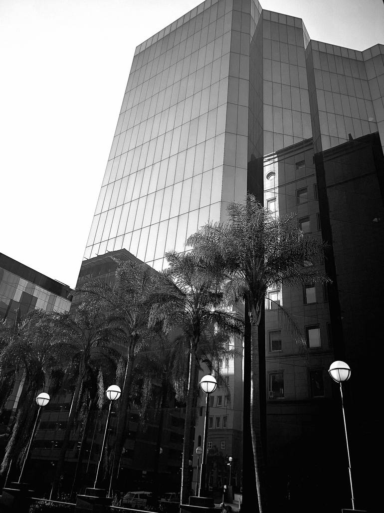 Palm Diagonal - Limited Edition 1 of 3 Photography by Mary-Anne Goodman ...