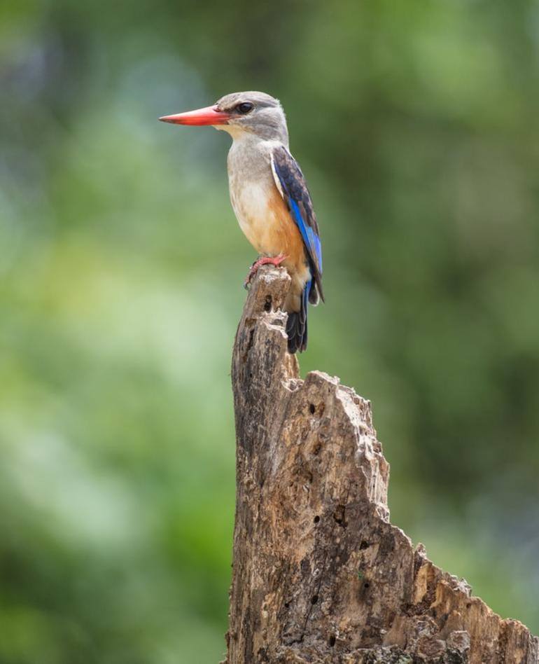 Grey-Headed Kingfisher - Limited Edition 2 of 5 Photography by Steve ...