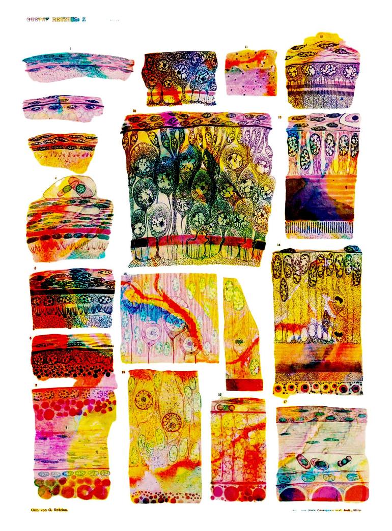 Histology of the Nervous System Mixed Media by Ann Leech | Saatchi Art