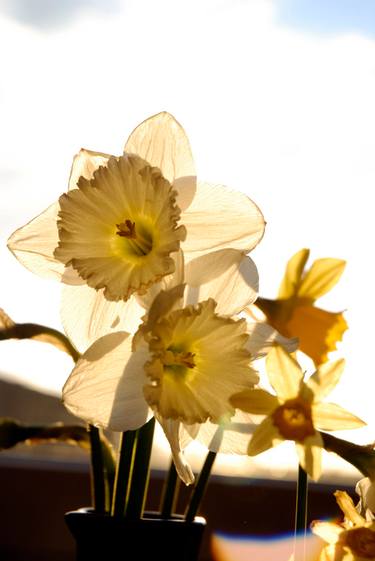 Frank Dan Hofacker | Saatchi Art