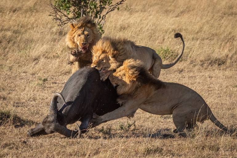 Lioness about to slap male after mating - Limited Edition of 10 ...