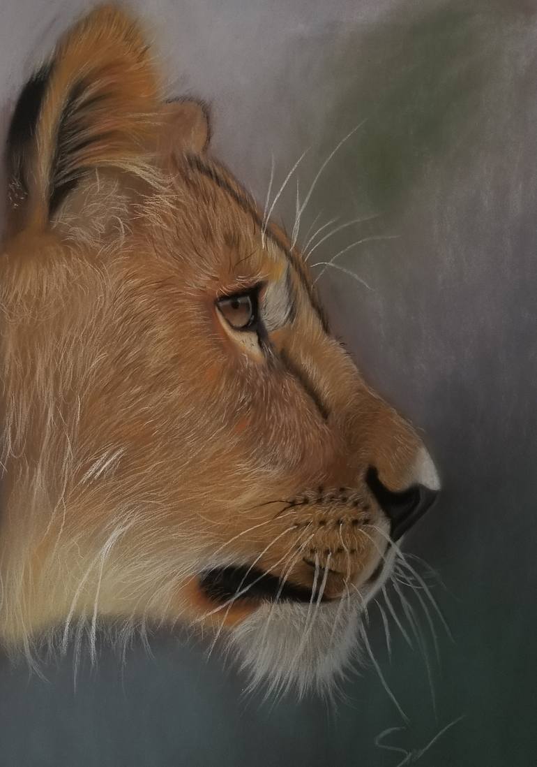 Lioness stare Drawing by Antonio Snow | Saatchi Art