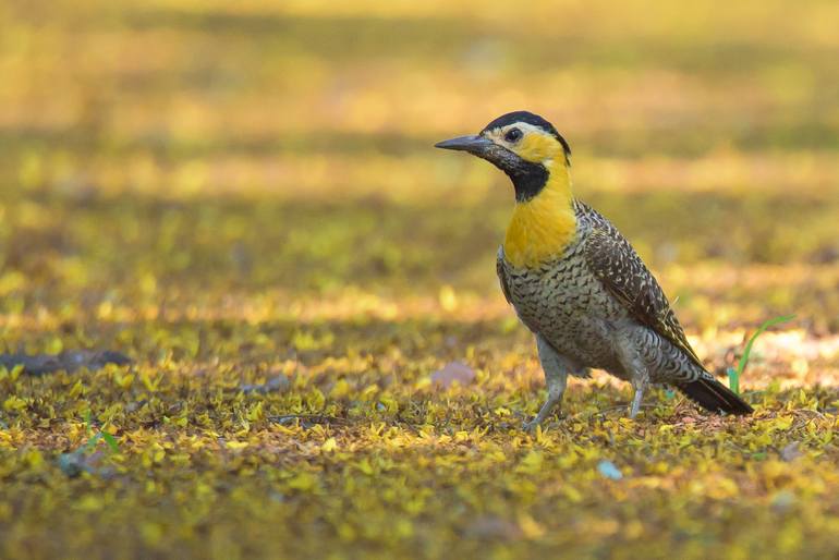 Pica pau Photography by Eber Moscheto | Saatchi Art