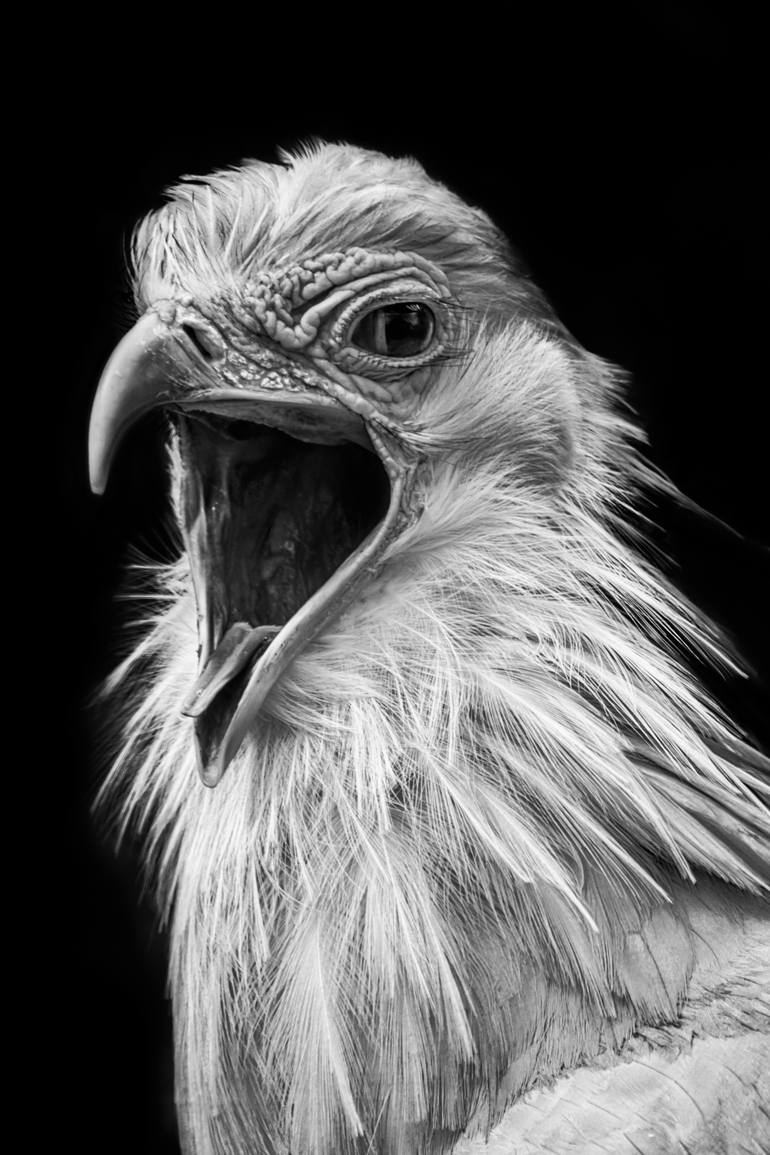 Beautiful Creatures Series No:1 - Limited Edition 1 of 35 Photography ...