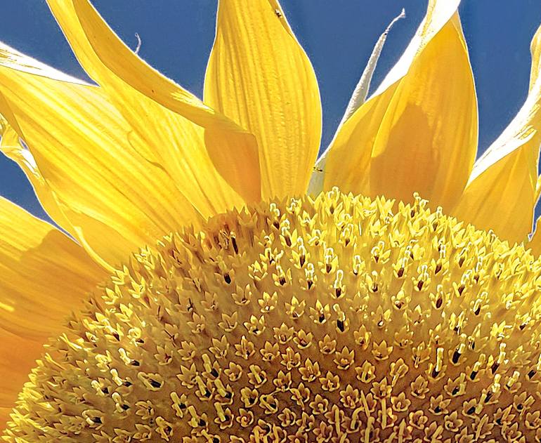 Giant Sunflower - Limited Edition! 1 of 10 Photography by Rick Brodey ...