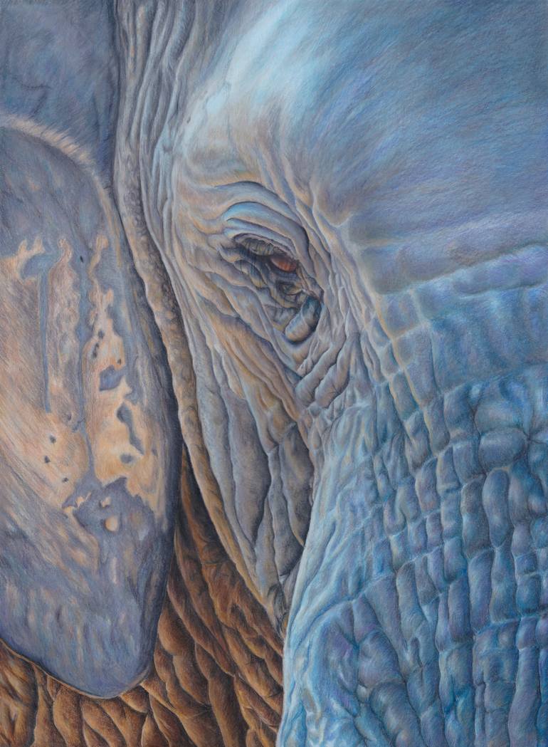 Blue Giant - Elephant Drawing by Kelli Bechtel | Saatchi Art