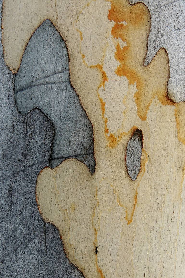 Bark Abstract with Ant or Ambition Photography by Denise Clark ...