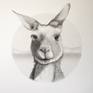 Kangaroo Drawing by Dean Spinks | Saatchi Art