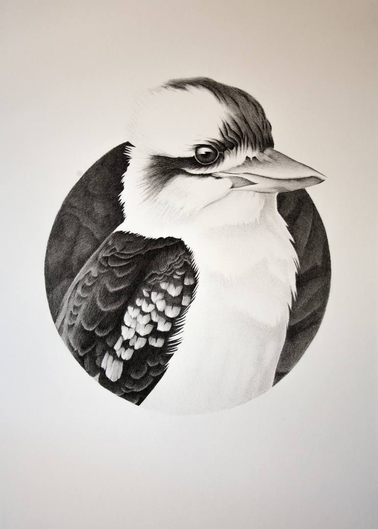 Kookaburra Drawing by Dean Spinks | Saatchi Art