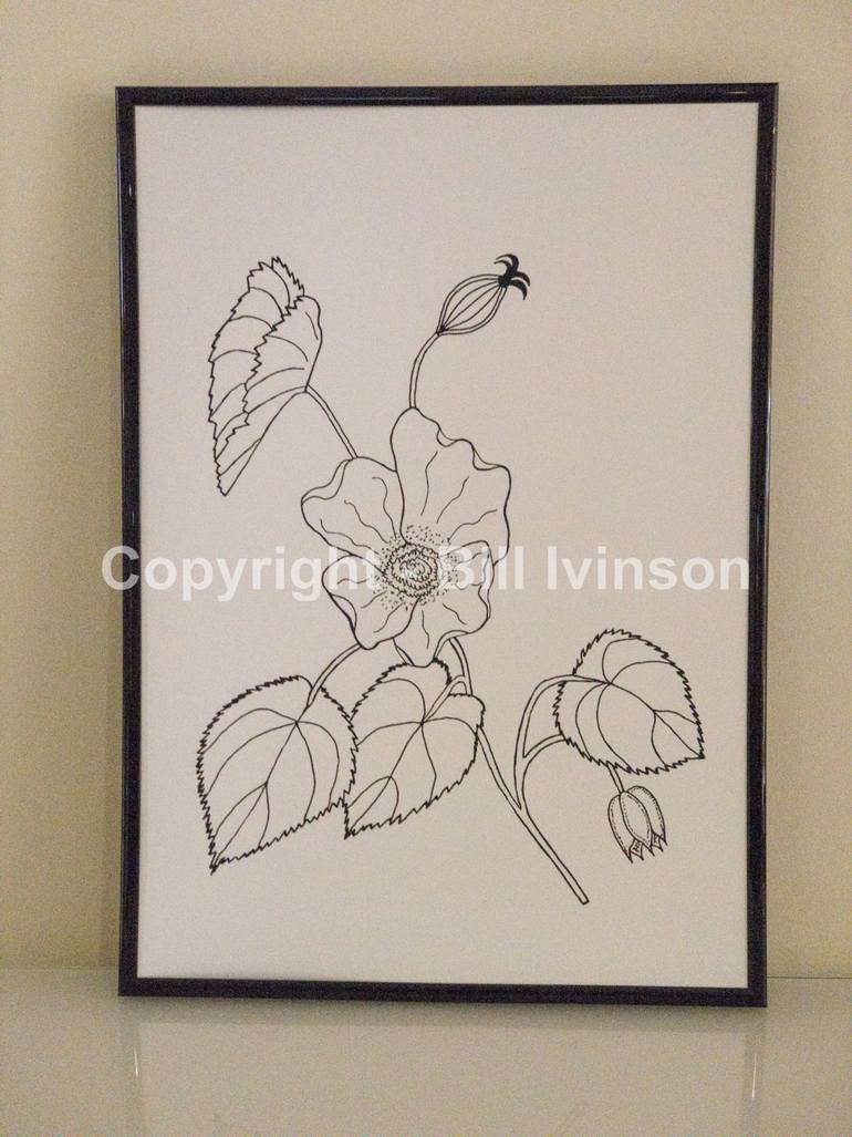 Australian Bush Plants #79 Desert Lantern - Abutilon leucopetalum ...