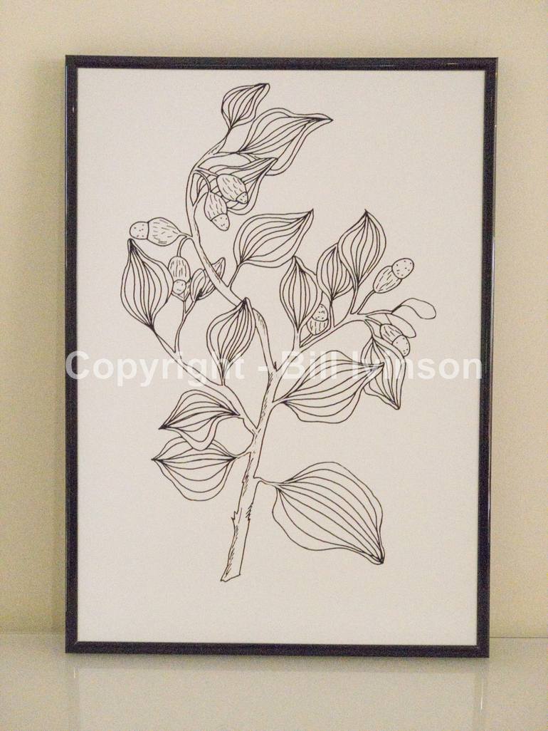 Australian Bush Plants # 162 Broad-leaved Cherry (also known as Scrub ...