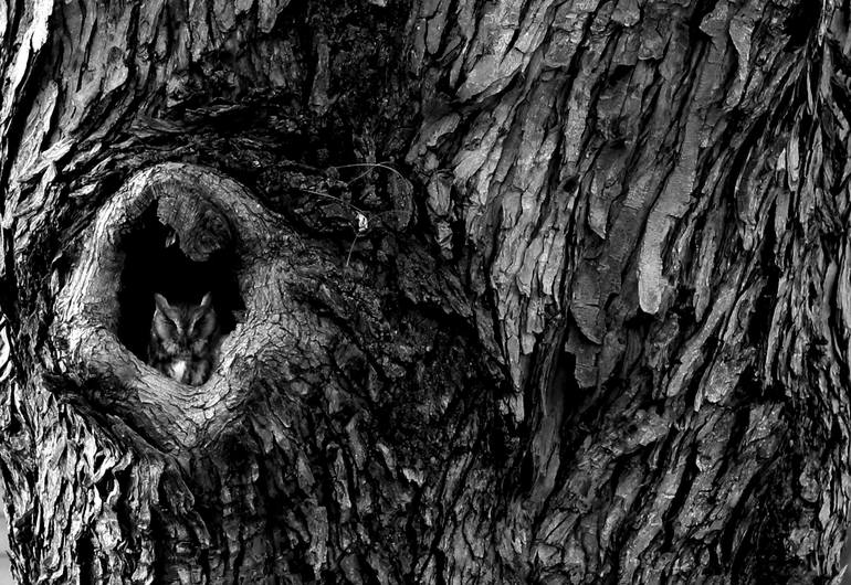 Sleeping Wisdom - Limited Edition 1 of 1 Photography by Tyler Rockey ...