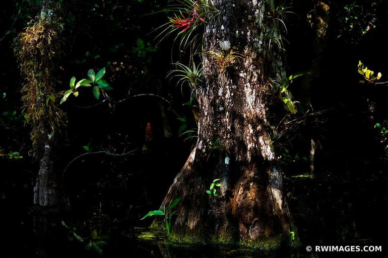 SWAMP FOREST CYPRESS TREE BROMELIADS BIG CYPRESS NATIONAL PRESERVE ...