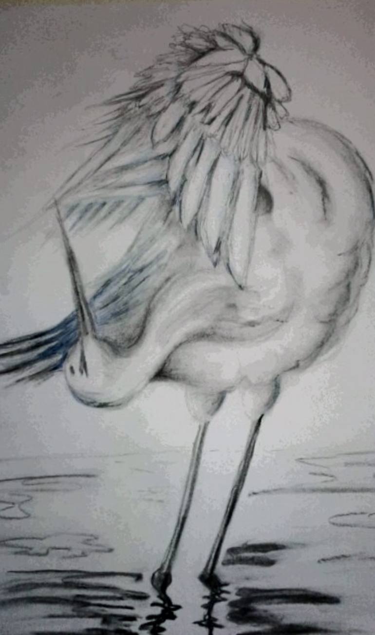 Water bird preening Drawing by Marelise Phillips | Saatchi Art