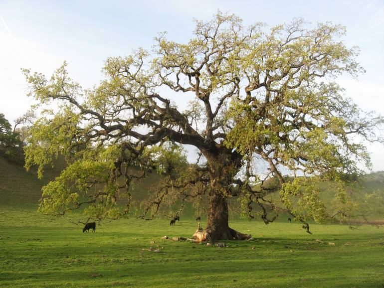 Knight's Valley Oak - Limited Edition 6 of 50 Photography by Alexis ...