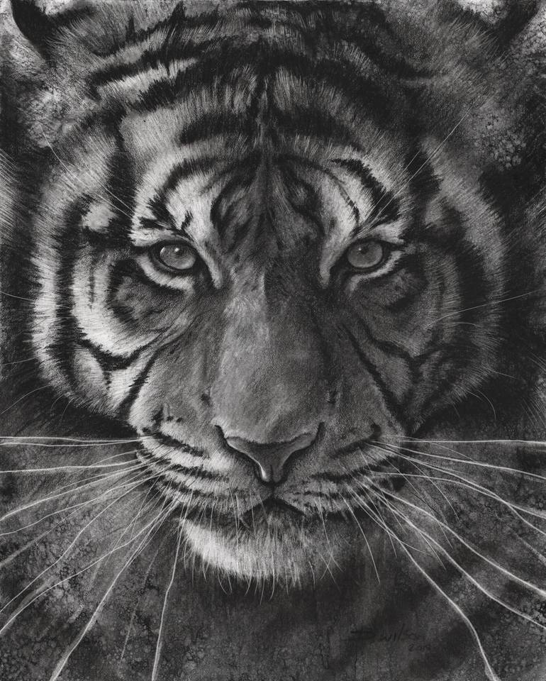 Hunter's Gaze Drawing by Daniel Wilson | Saatchi Art
