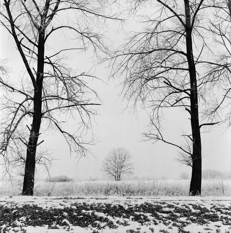 082762 - Trees - Limited Edition 5 of 25 Photography by Jerzy Lapinski ...
