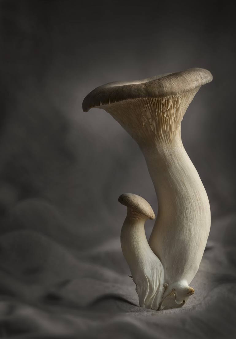 Tall Mushroom - Limited Edition 1 of 15 Photography by Barry Seidman ...