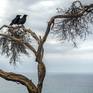 Two Birds in a tree - Limited Edition 1 of 25 Photography by Barry ...
