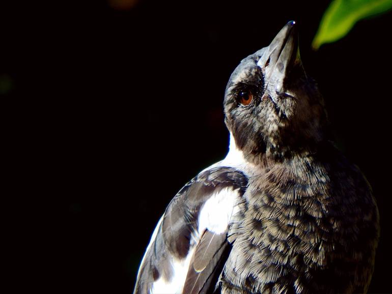 Young, Noble, and Free - Limited Edition 1 of 10 Photography by Wendy ...