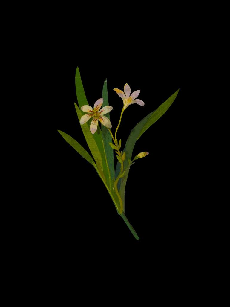 Gladiolus Plicatus (Triandria Mongynia) by Mary Delany Collage by Ejaaz ...
