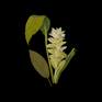 Curcuma Longa Turmerick (Monandria Monogynia) by Mary Delany Collage by ...