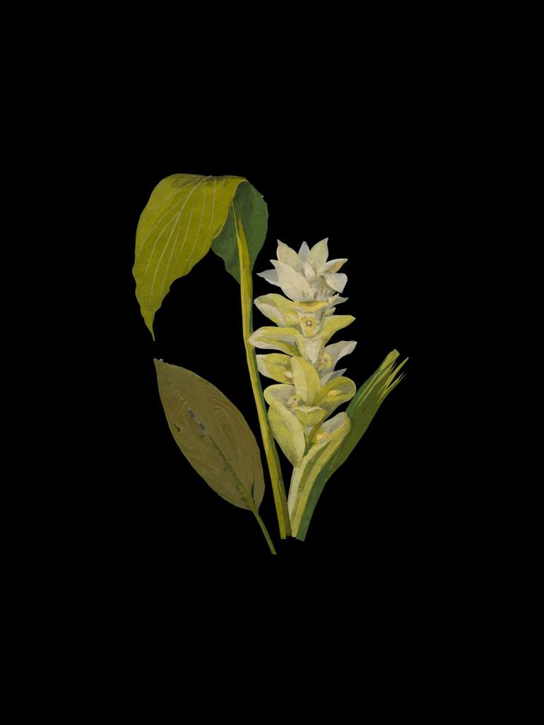 Curcuma Longa Turmerick (Monandria Monogynia) by Mary Delany Collage by ...