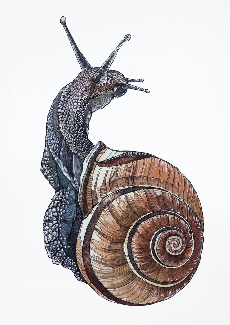 Snail 02 Drawing by Irene Meniconi | Saatchi Art