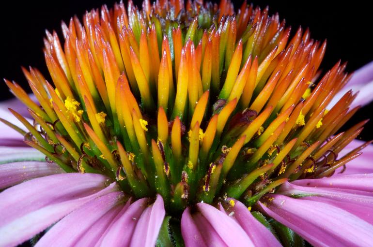 Echinacea - Limited Edition 1 of 50 Photography by David N Hyman ...