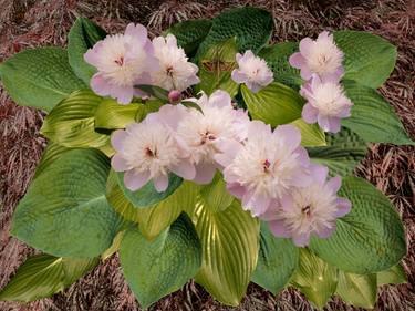 David Willis Artworks | Saatchi Art