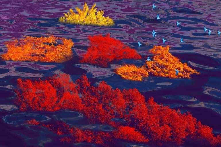 Fall Colors one- Limited Edition of 10 Photography by David Willis ...