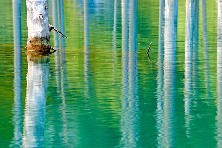 Beautiful trees rise above the water’s surface from the bottom of the ...