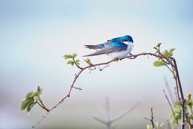 Large Bird Photo Print | Connect Photography by Ejaz Khan | Saatchi Art