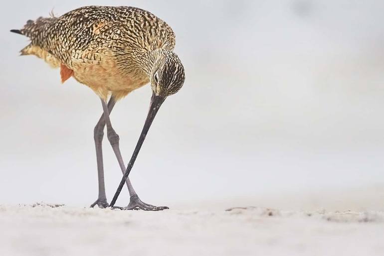 BIRD IMAGES | THE ENIGMA - Limited Edition of 30 Photography by Ejaz ...