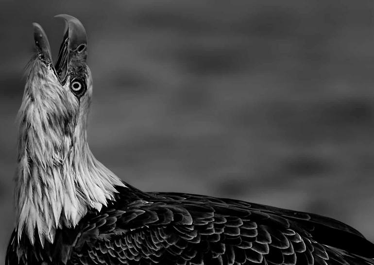 BALD EAGLE PHOTOS | QUIET TIMES - Limited Edition of 30 Photography by ...