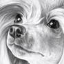 Chinese crested dog. 21cm x 30cm. Graphite dog portrait. Drawing by ...