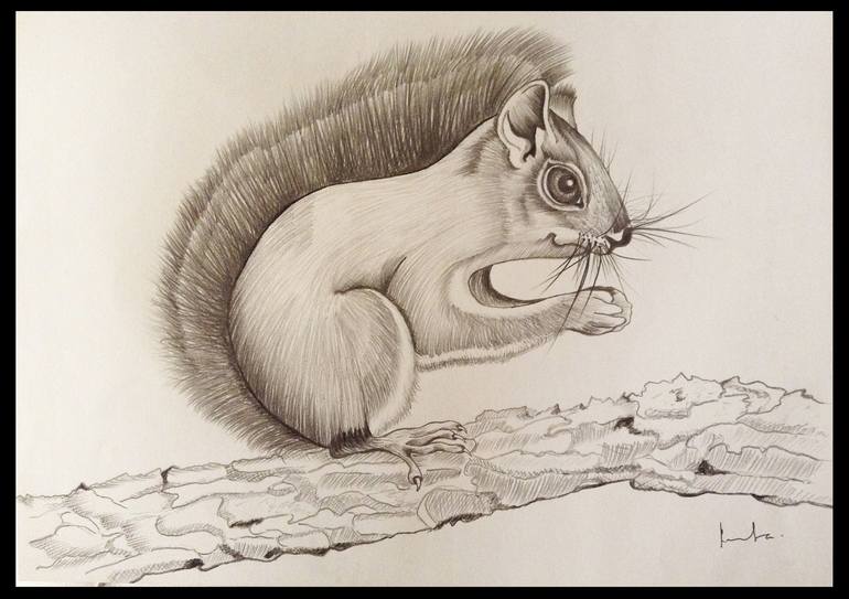 The Squirrel Drawing by Pushpita Sengupta | Saatchi Art