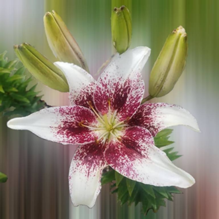 Tara Flower Photography by Deric Neufeld | Saatchi Art