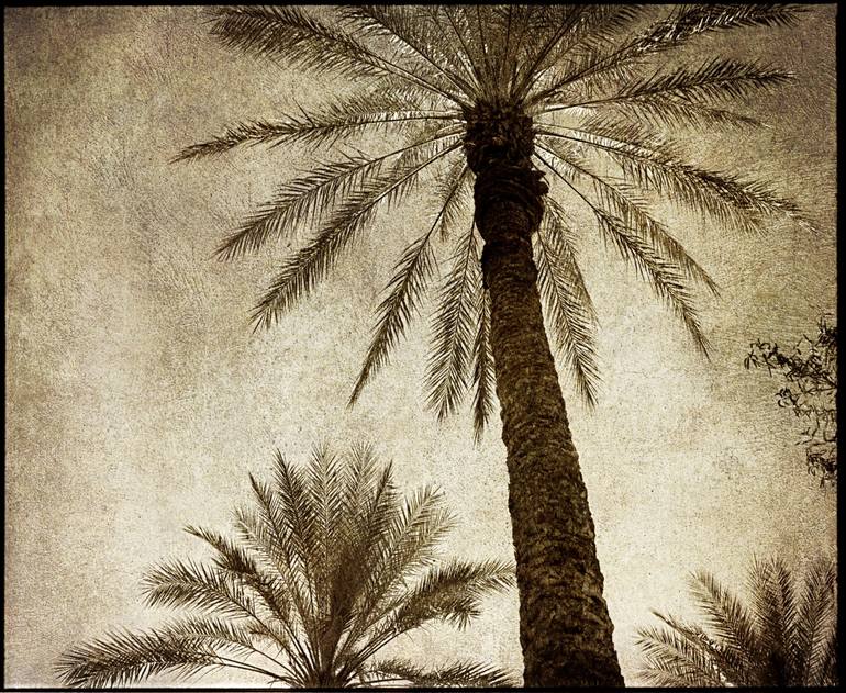 Palm Grove, Sonoran Desert of Southern California - IV - Limited ...