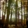 Palm Grove, Sonoran Desert of Southern California - V - Limited Edition ...