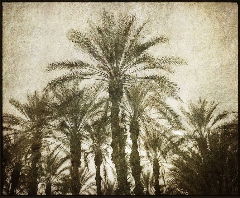 Palm Grove, Sonoran Desert of Southern California - VI - Limited ...