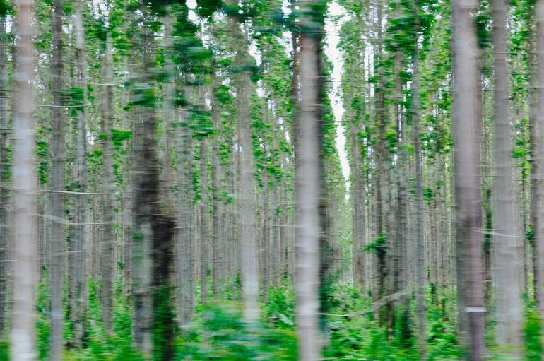 Flash Trees - Limited Edition 1 of 10 Photography by Antoinette ...