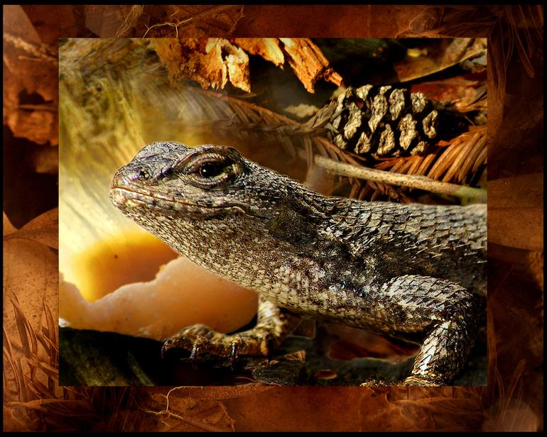 The Lizards vision - Limited Edition 1 of 15 Photography by marc moss ...