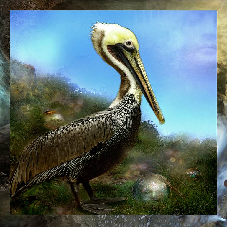 Of a pelican mind - Limited Edition 1 of 15 Photography by marc moss ...