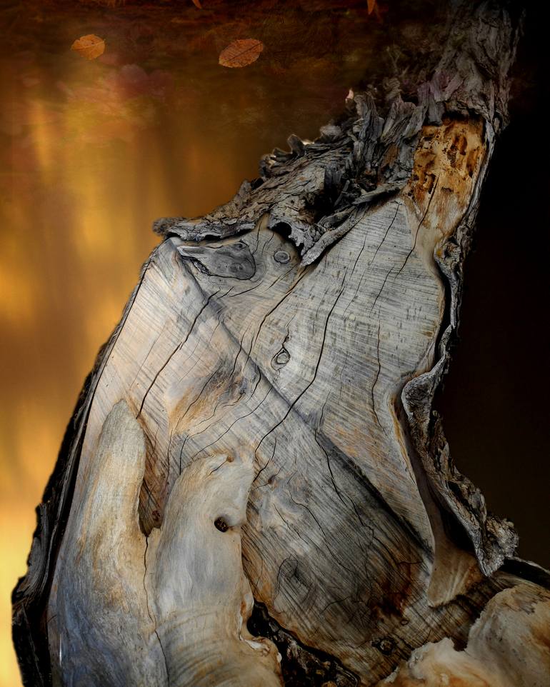 Tree dreams - Limited Edition 1 of 15 Photography by marc moss ...