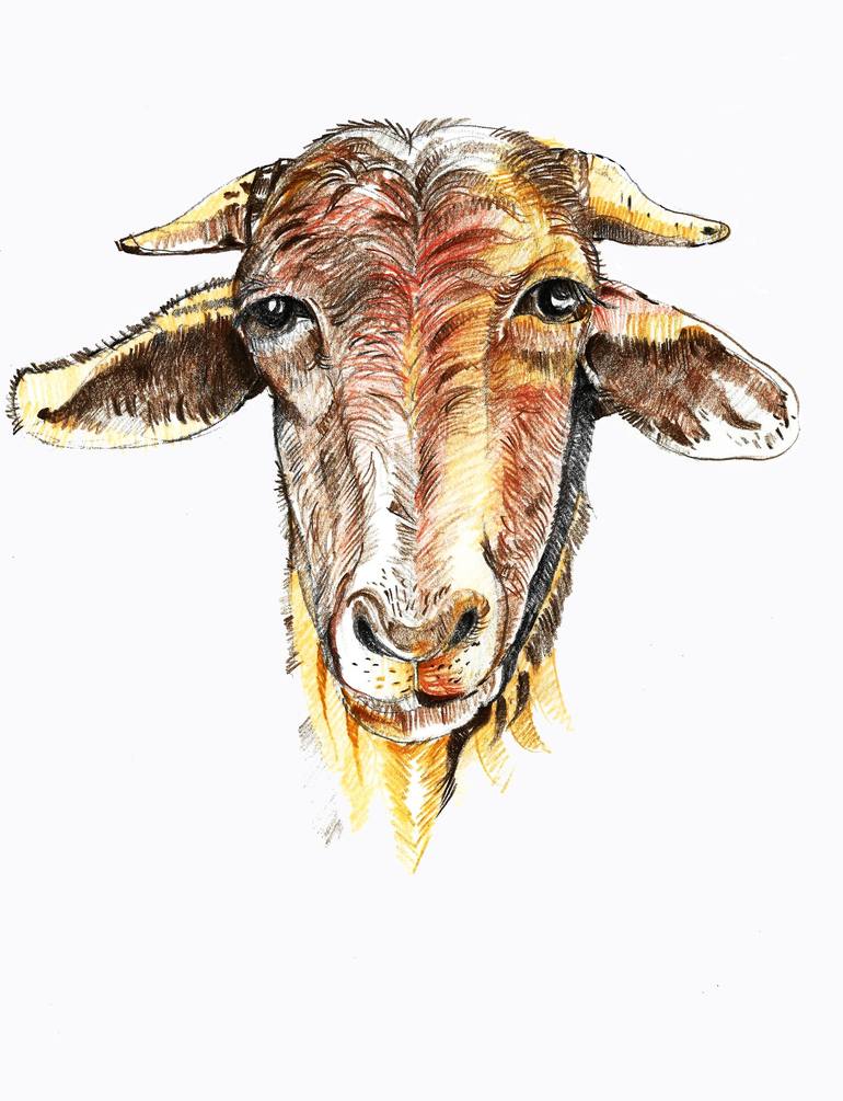 goat Drawing by Vichian Kunruangsang | Saatchi Art