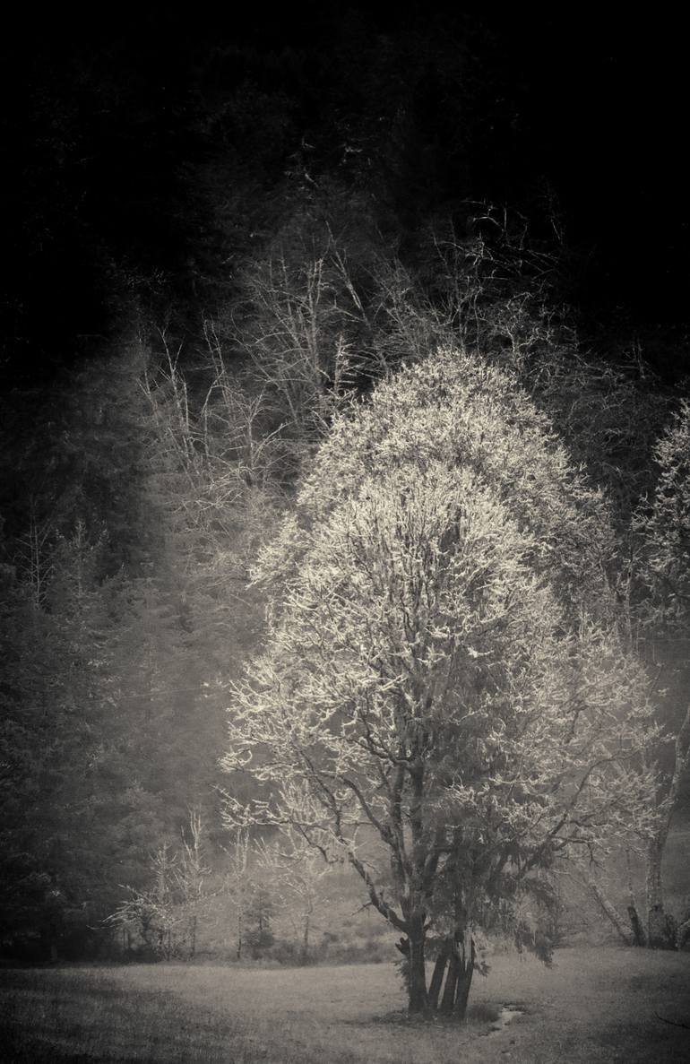 Misty Oak 2016 No.7 - Limited Edition of 3 Photography by Gary Horsfall ...